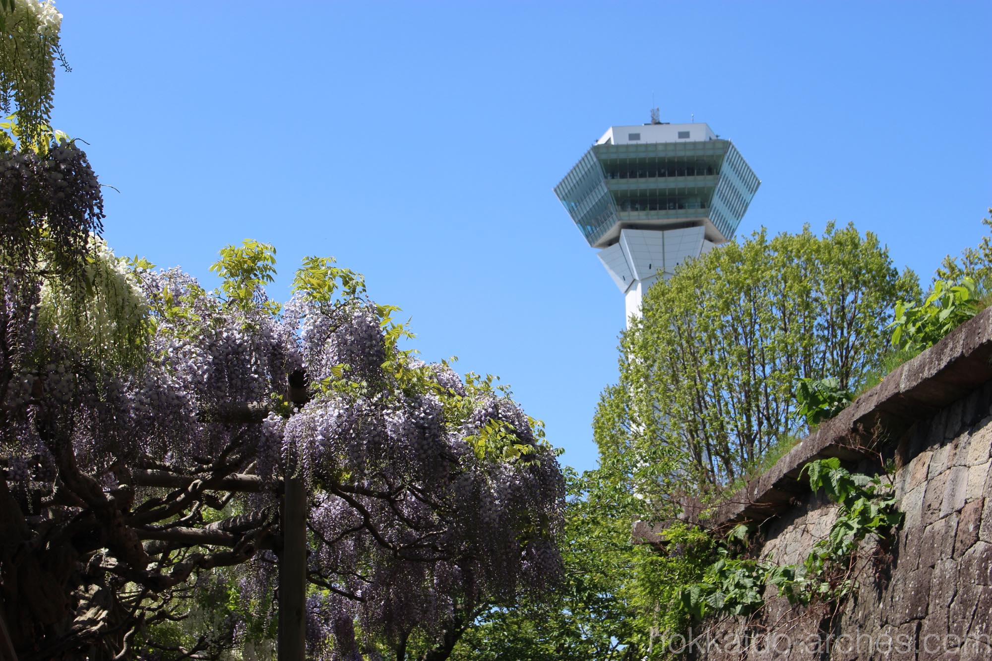 五稜郭公園は桜・藤の花・つつじの名所！見頃はいつ？ | ばやしの北海道紀行